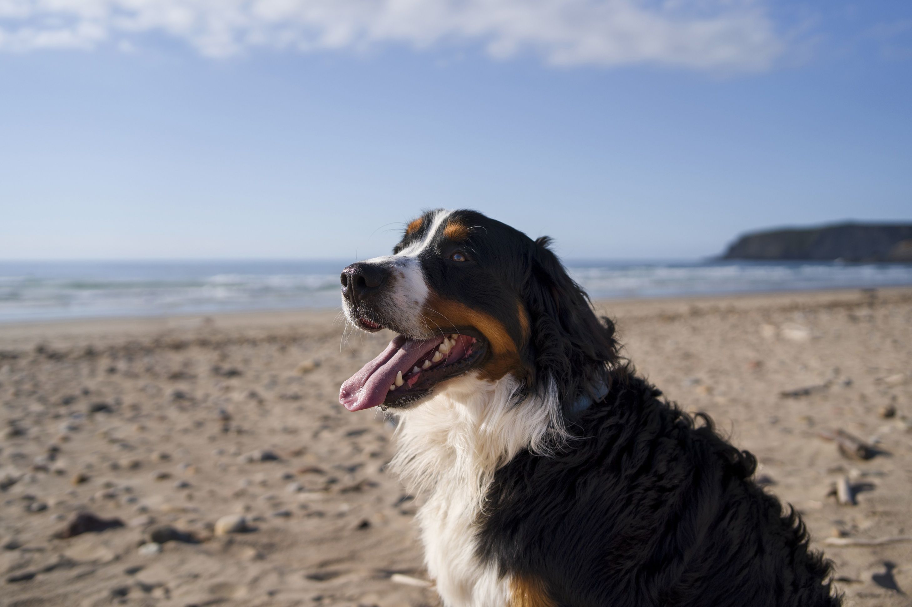 Pode levar cachorro para a praia? O que dizem as leis e a medicina ...