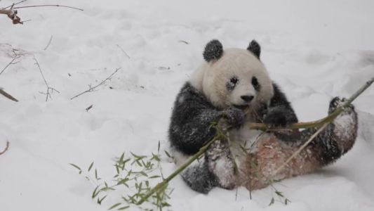 Vídeo: pandas-gigantes se divertem na neve em meio a tempestade nos EUA ...