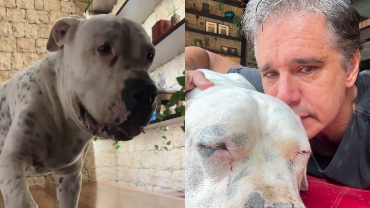 Emocionado, ator Marcio Garcia anuncia falecimento de Dogo após câncer ...